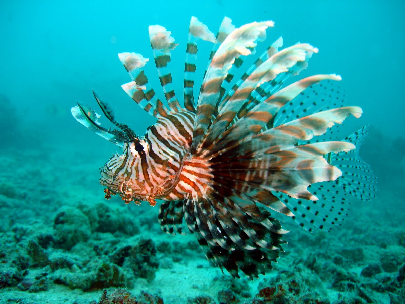 MEG FOG HALNI A FÖLD?: Mi történik ha egy mutatós a világ túlsó feléről ...